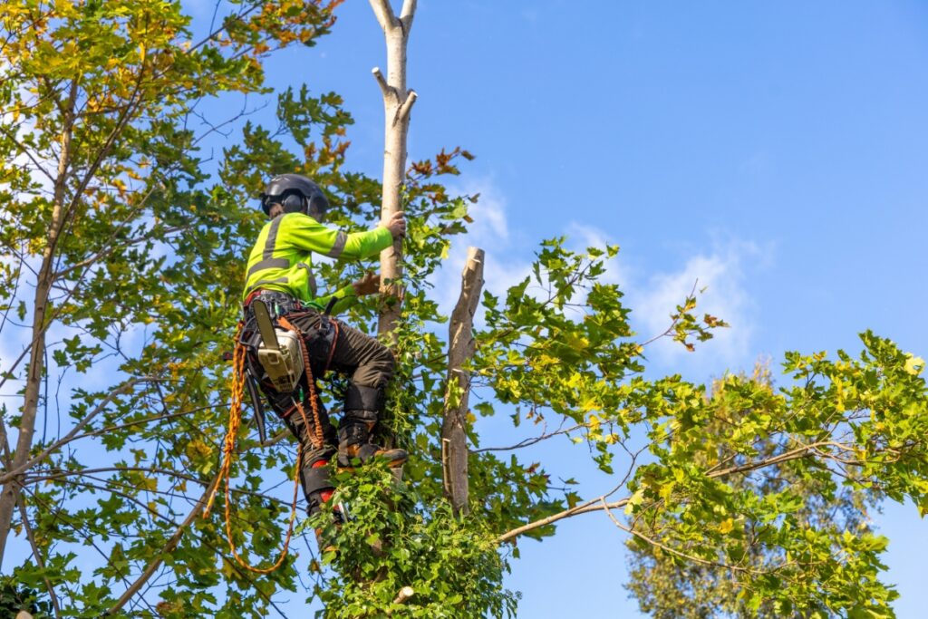 What is an Arborist Report? | Melbourne Arborist Services | True Blue Trees
