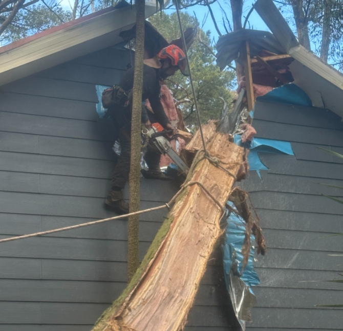 Emergency Response | True Blue Trees