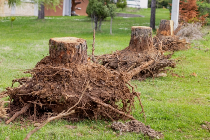 Understanding Tree Root Behaviour in Melbourne Gardens | True Blue Trees